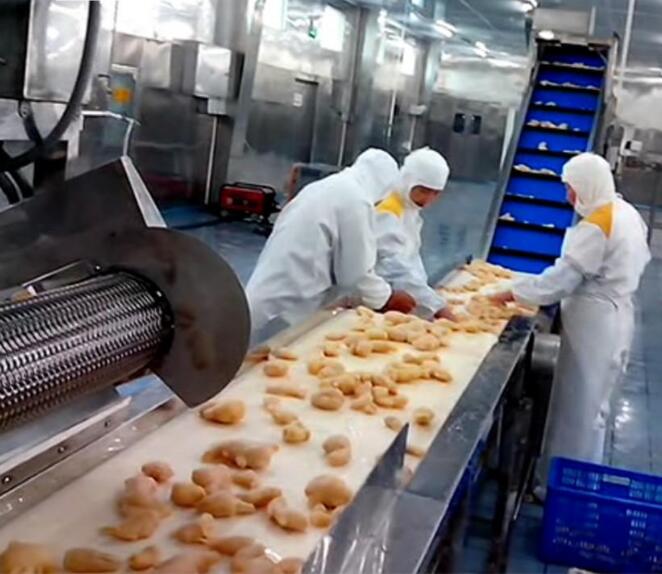 Fresh ginger cleaning machine - Vacuum frying machine